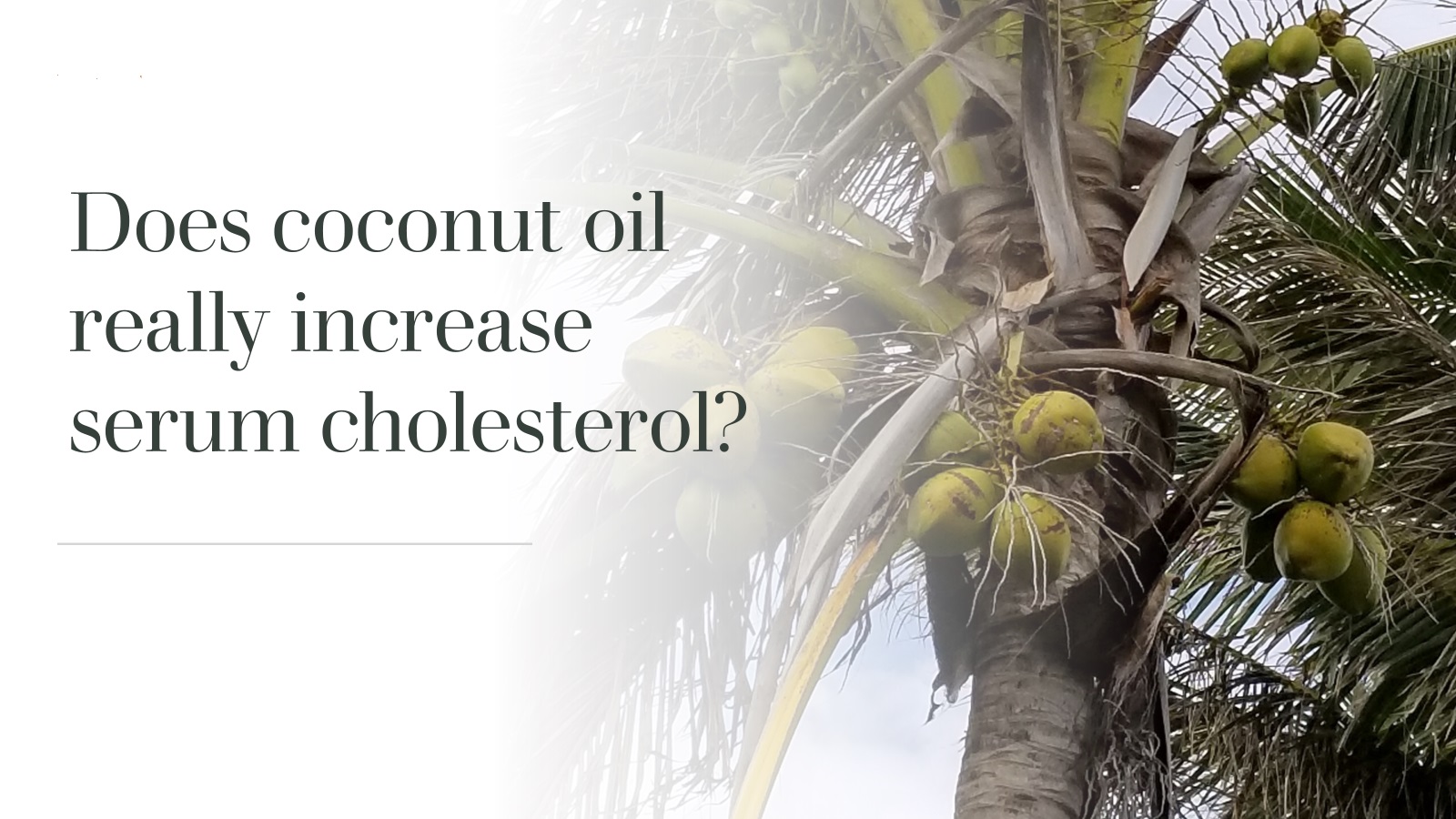 A question about coconut oil and cholesterol with palm trees in the ...
